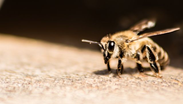 A Stinging Report: Climate Change a Major Threat to Bumble Bees - Black ...